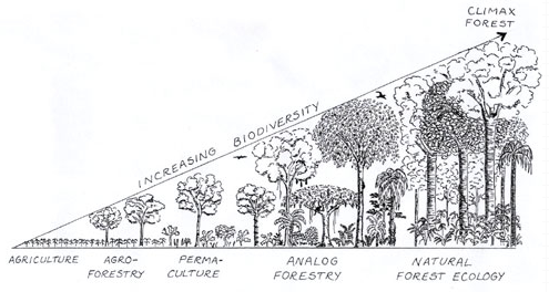 Analog Forestry – The Tree Project